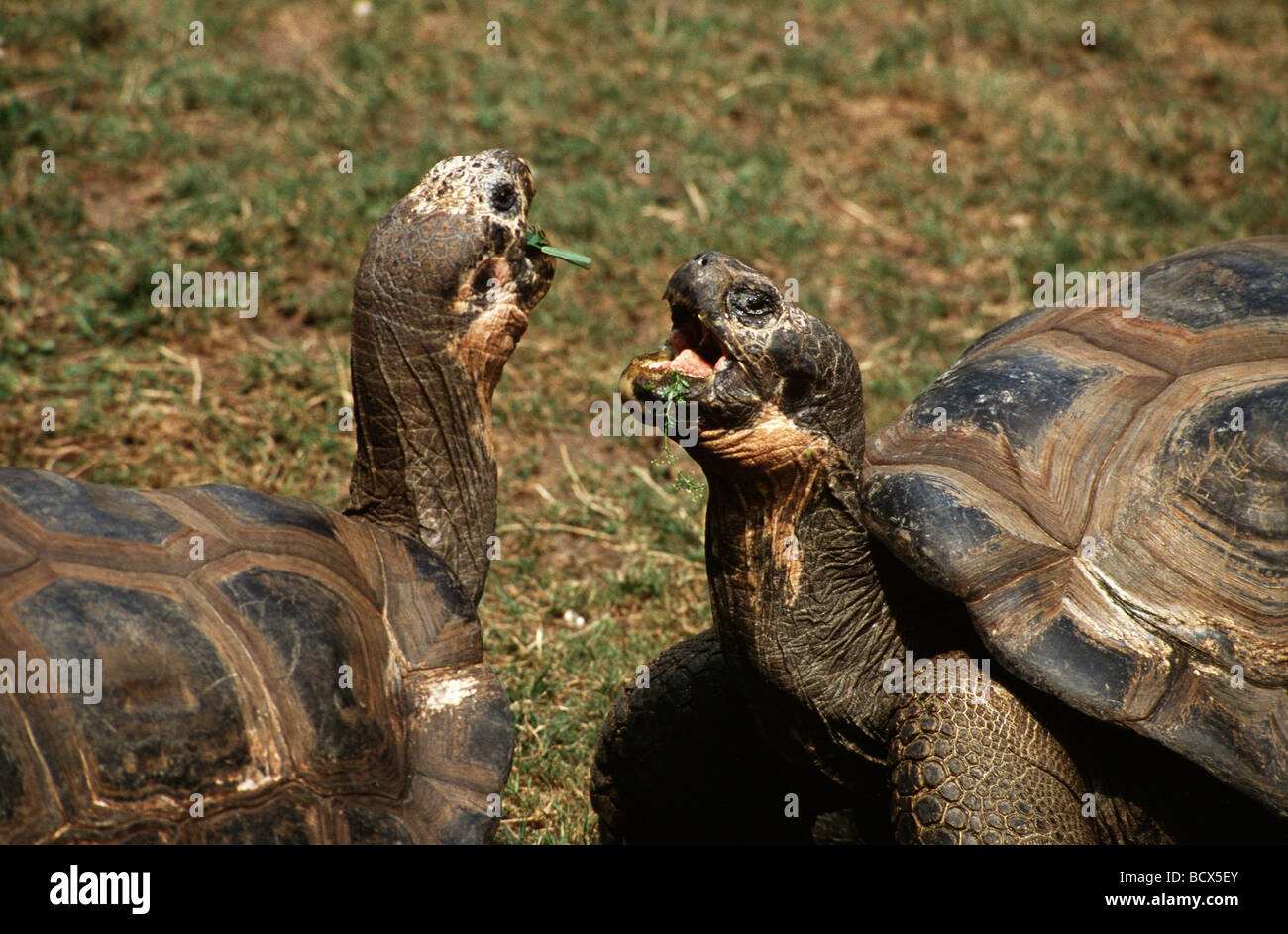 testudo elephantopus / Galapagos giant tortoise Stock Photo - Alamy