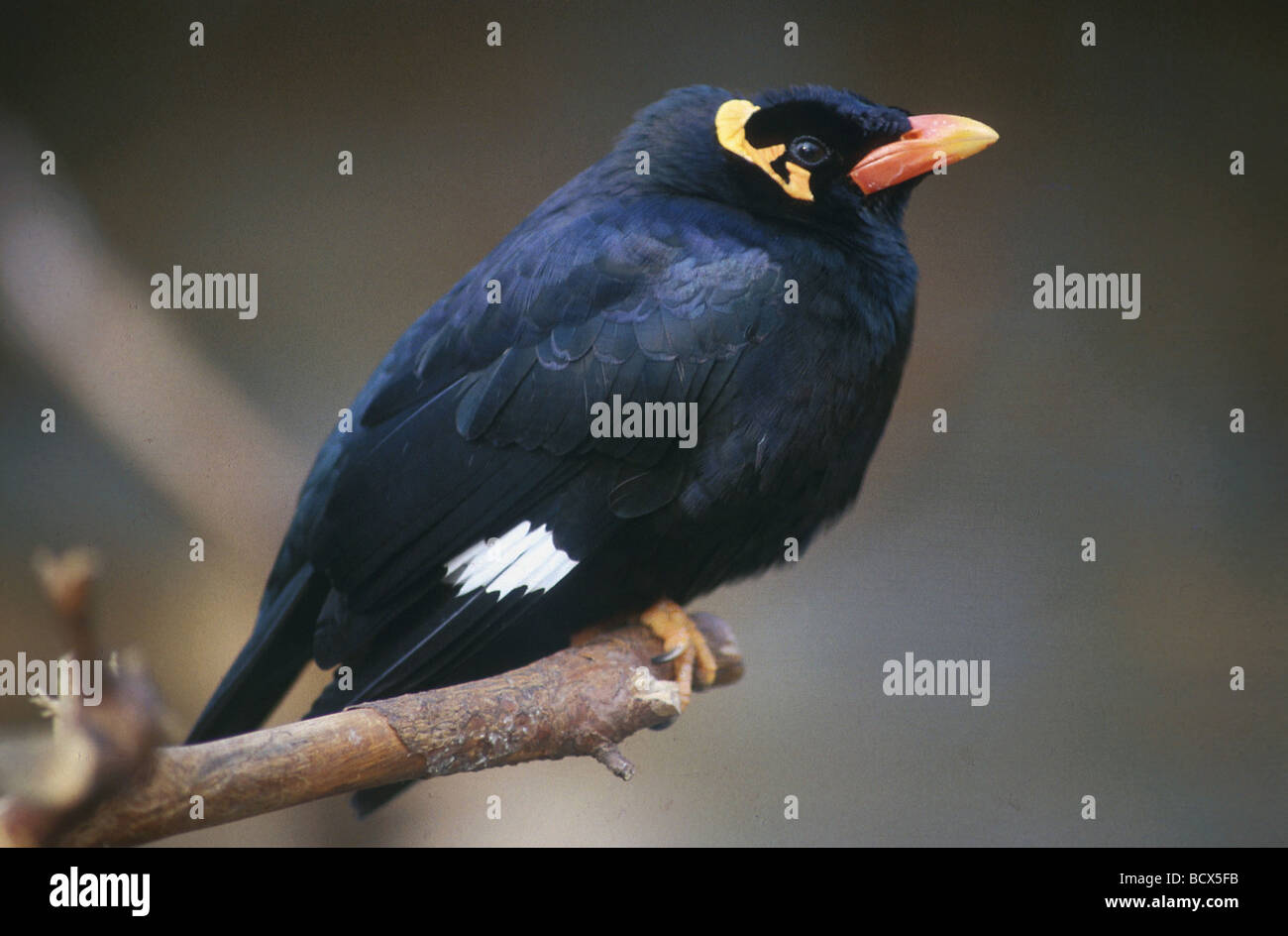 Hill mynahs hi-res stock photography and images - Alamy