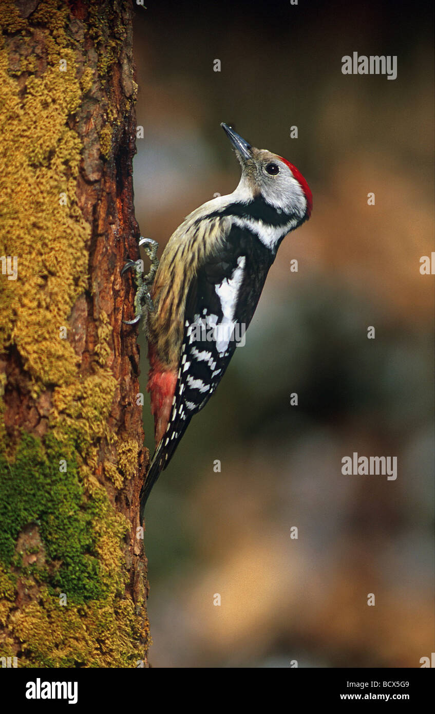 Dendrocopus medius / woodpecker Stock Photo - Alamy