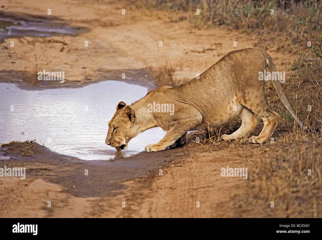 Young male Lion with full belly drinking from a pool after rain shower ...
