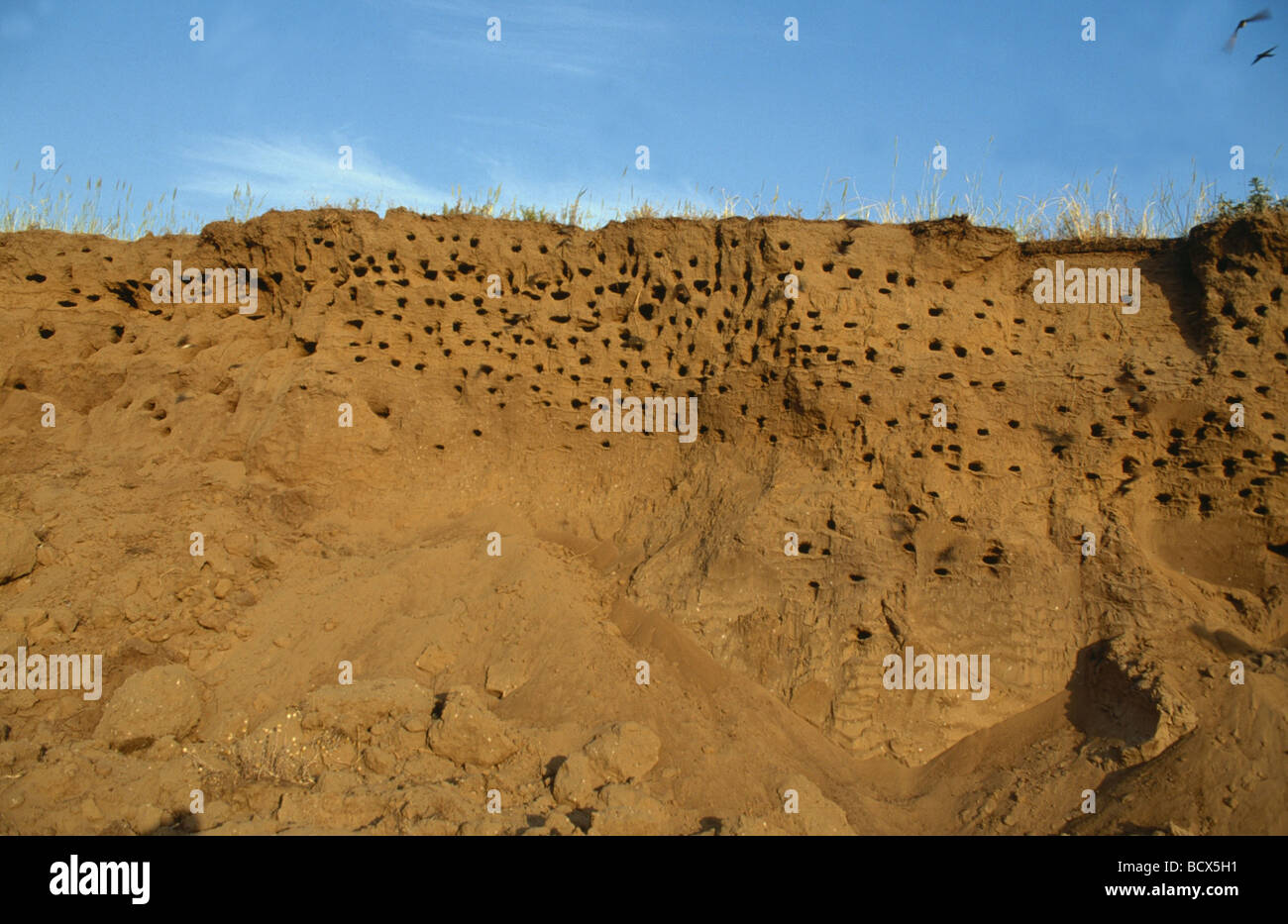Riparia riparia / sand martin - breeding wall Stock Photo - Alamy