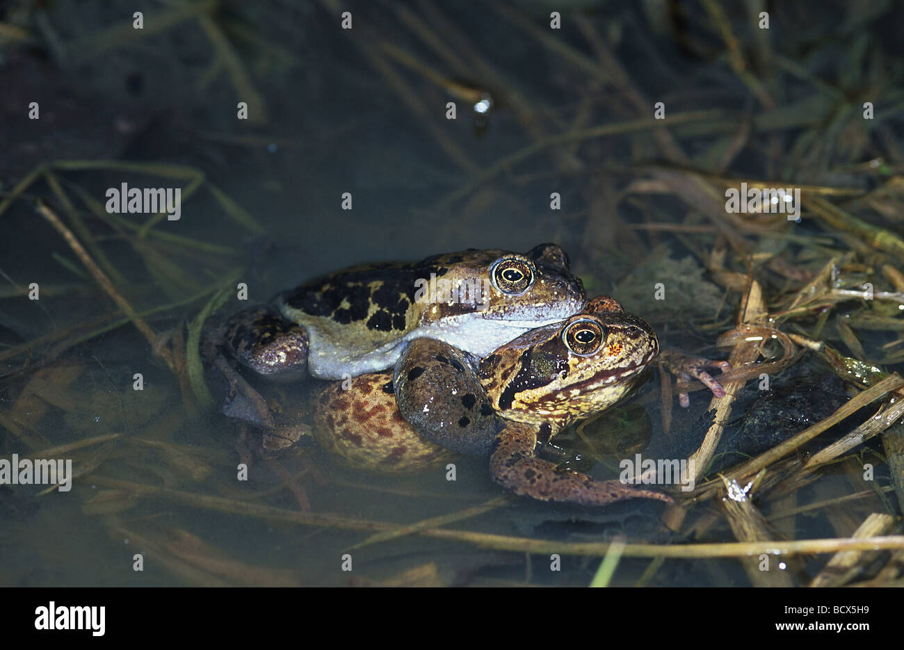 grass frog - pair in the water - rana temporaria Stock Photo - Alamy