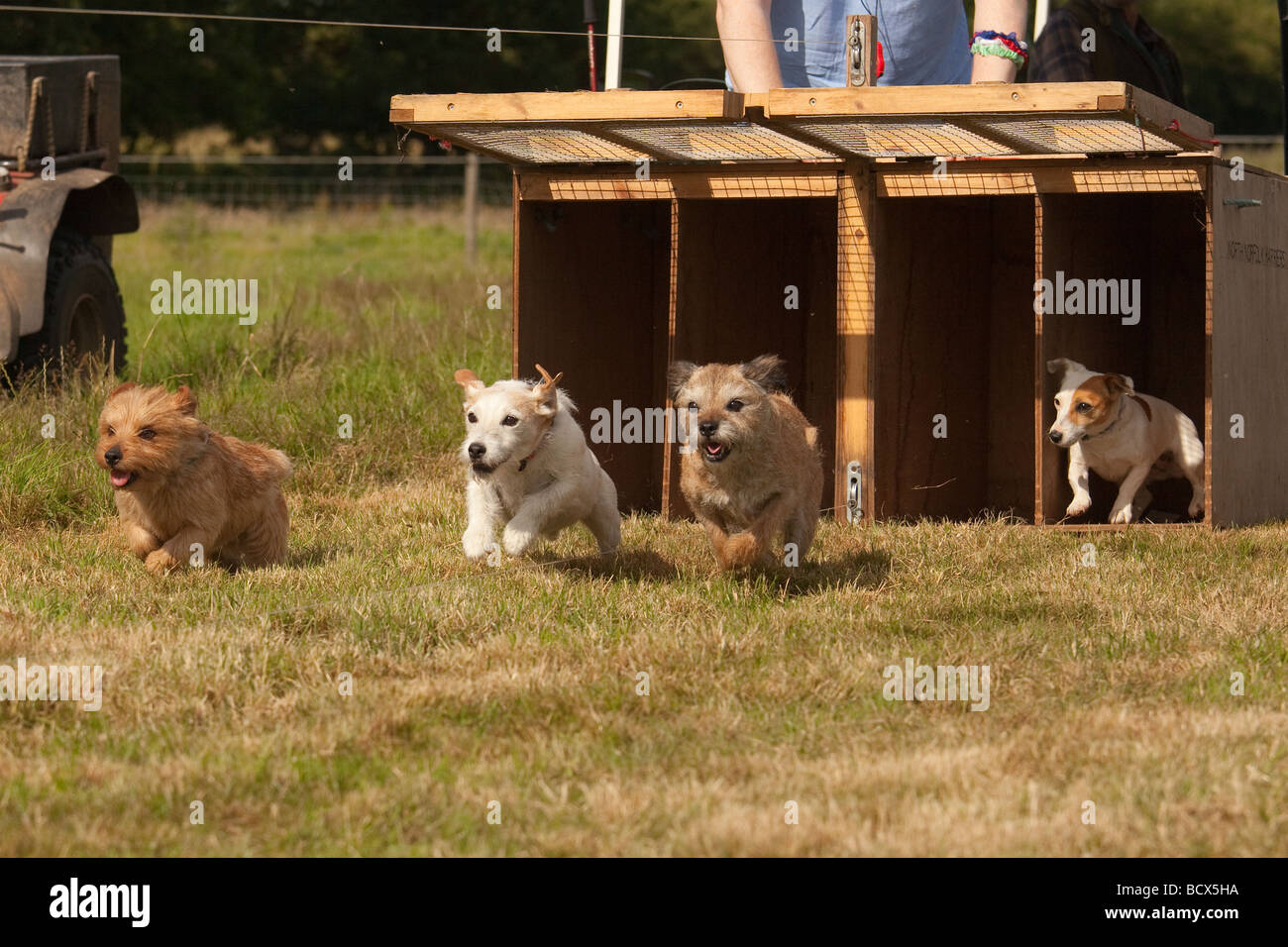 Terrier Racing at Dog Show Stock Photo - Alamy