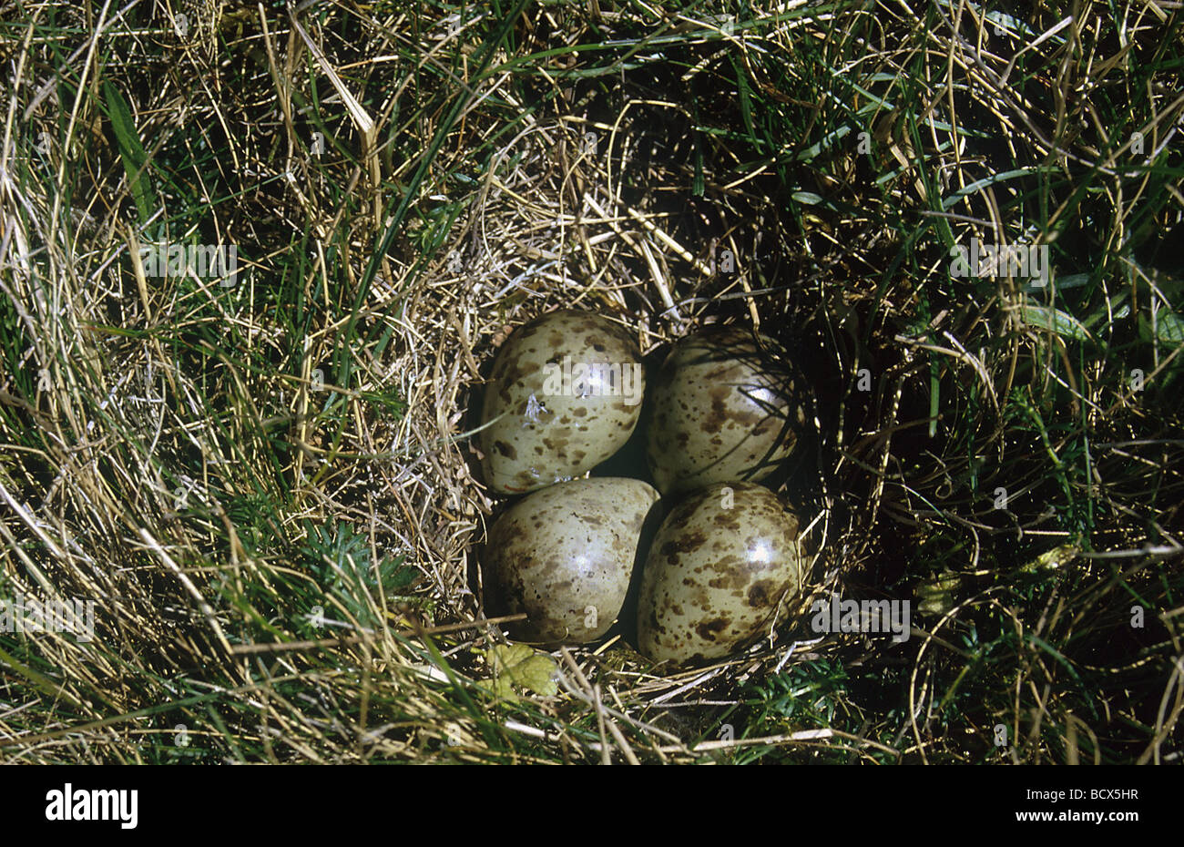 Calidris alpina / Dunlin , ( nest with eggs Stock Photo - Alamy