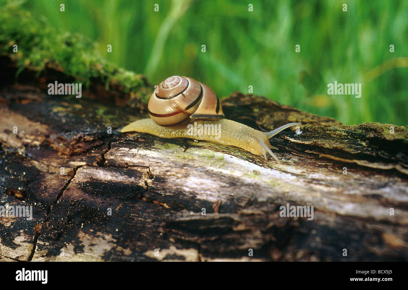 English snail hi-res stock photography and images - Alamy