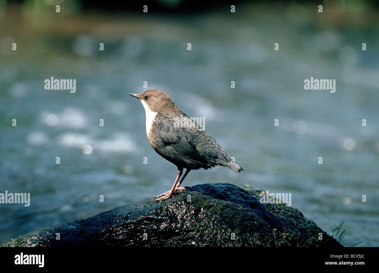 Cinclus cinclus / Dipper on a rock Stock Photo - Alamy