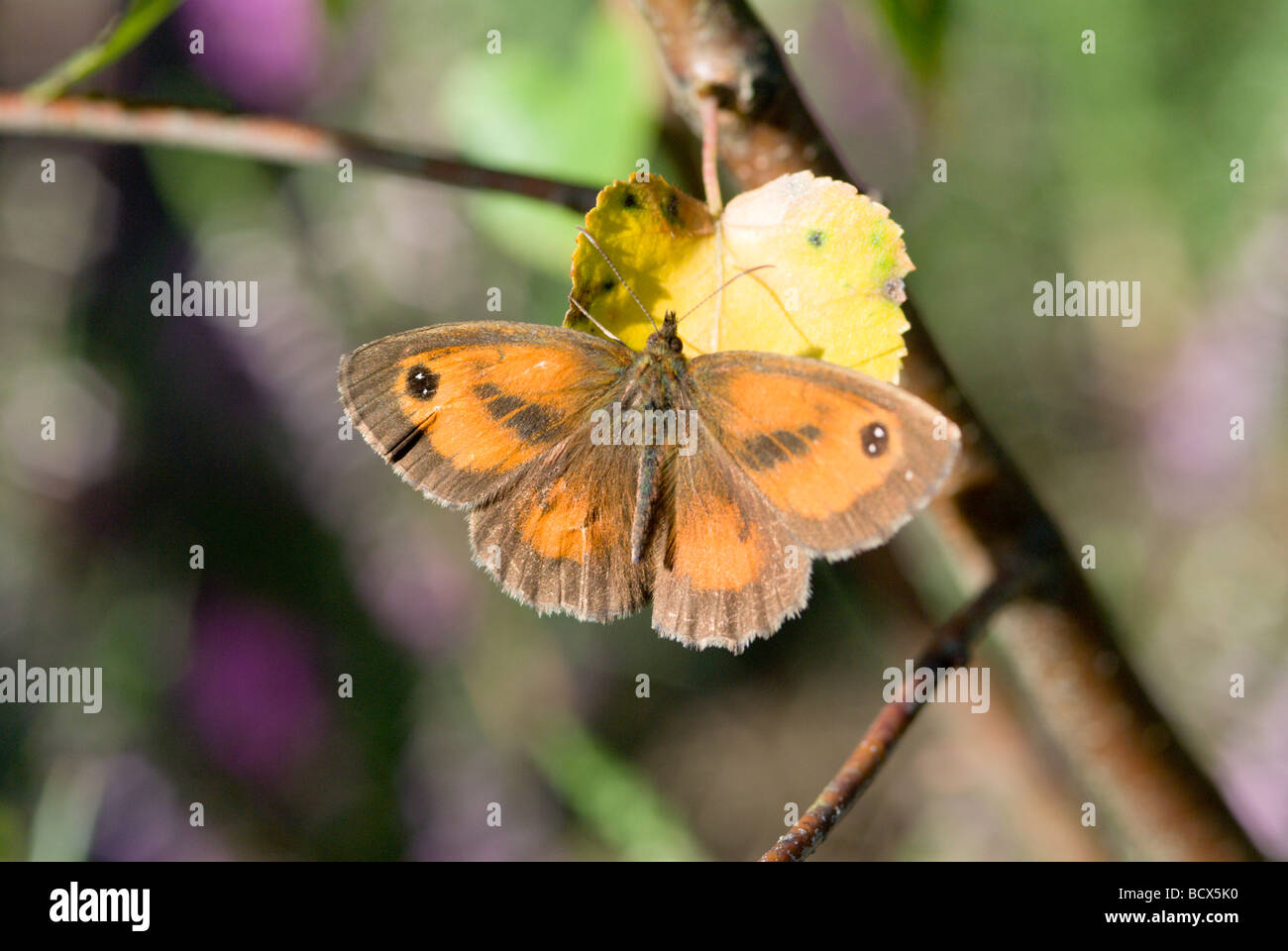 Male gatekeeper butterfly hi-res stock photography and images - Alamy