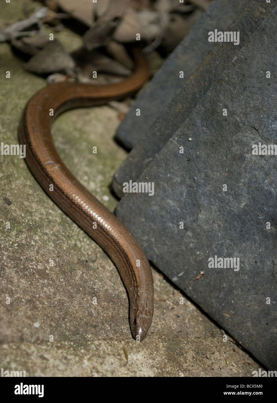 Worm stones hi-res stock photography and images - Alamy