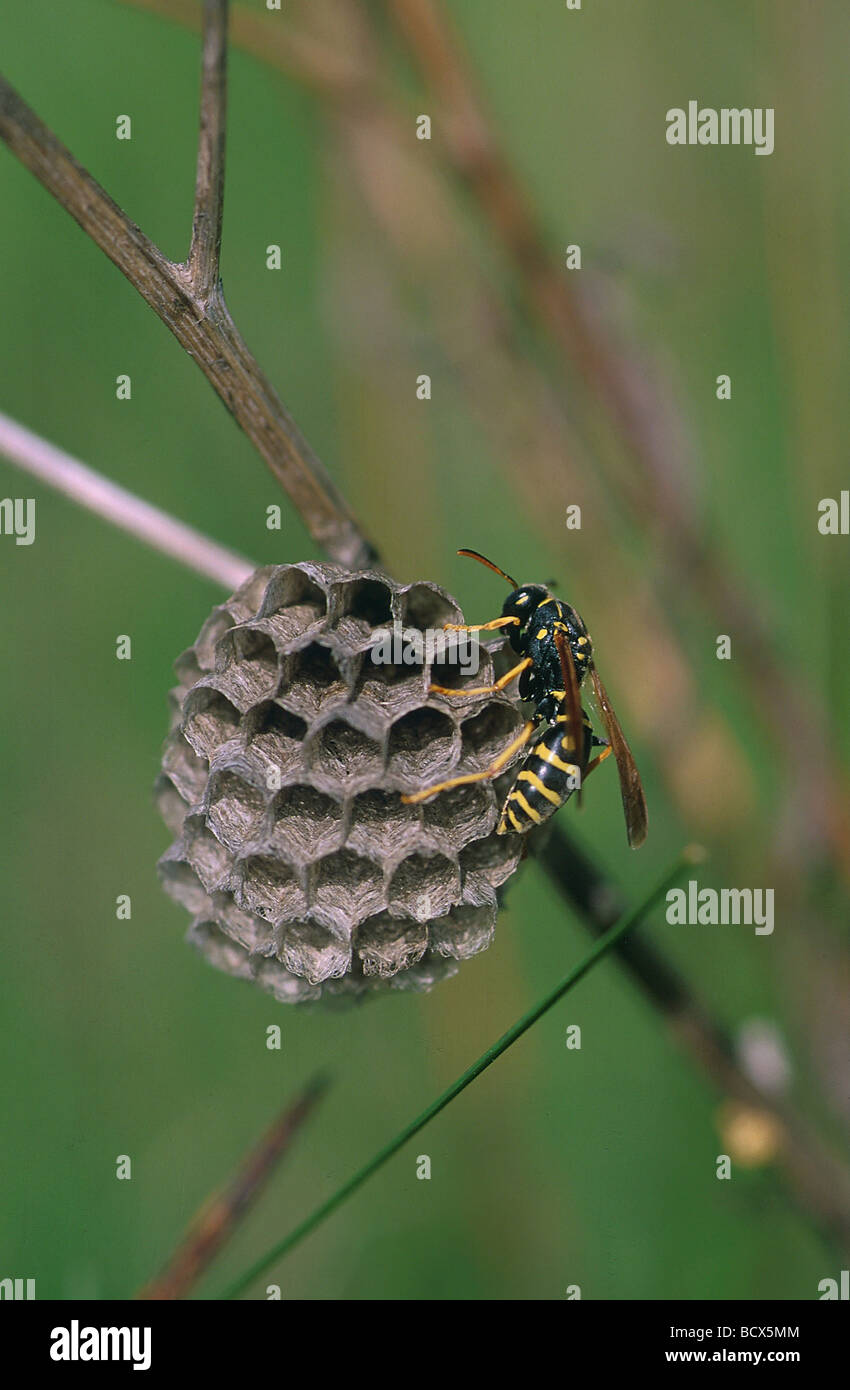 polistes gallicus / paper wasp Stock Photo - Alamy