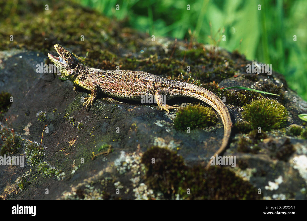 Sand lizard - with mouth wide open - Lacerta agilis Stock Photo - Alamy