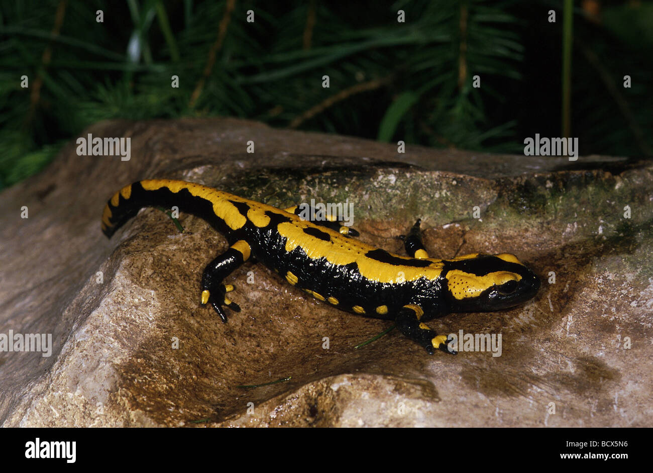Fire salamander on rock hi-res stock photography and images - Alamy