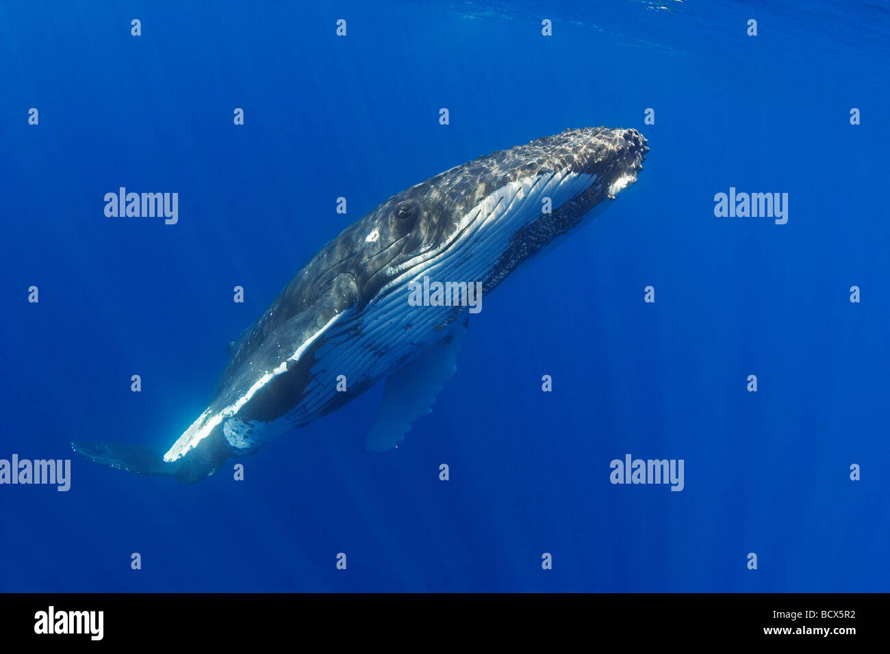 Humpback whale Megaptera novaeangliae Pacific Ocean Hawaii USA Stock ...
