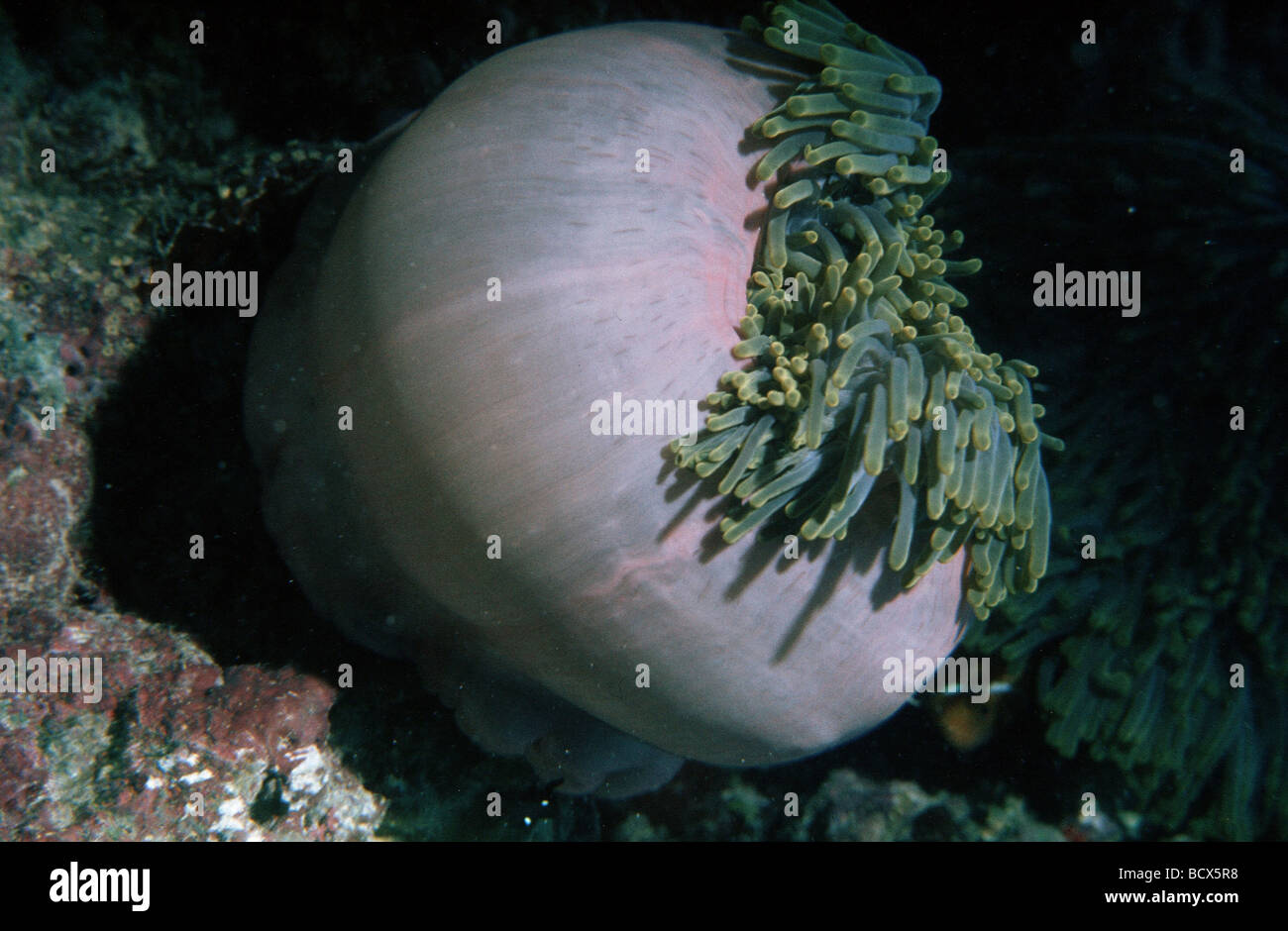 Actiniaria / sea anemones Stock Photo - Alamy