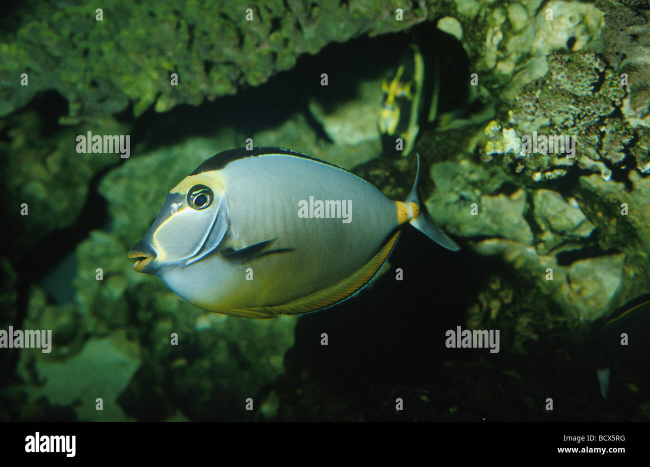 Orangespine surgeonfish red sea hi-res stock photography and images - Alamy