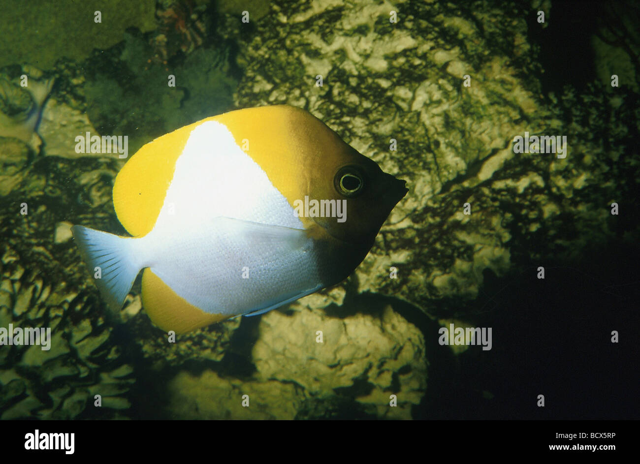 Pyramid Butterflyfish (Hemitaurichthys polylepis Stock Photo - Alamy