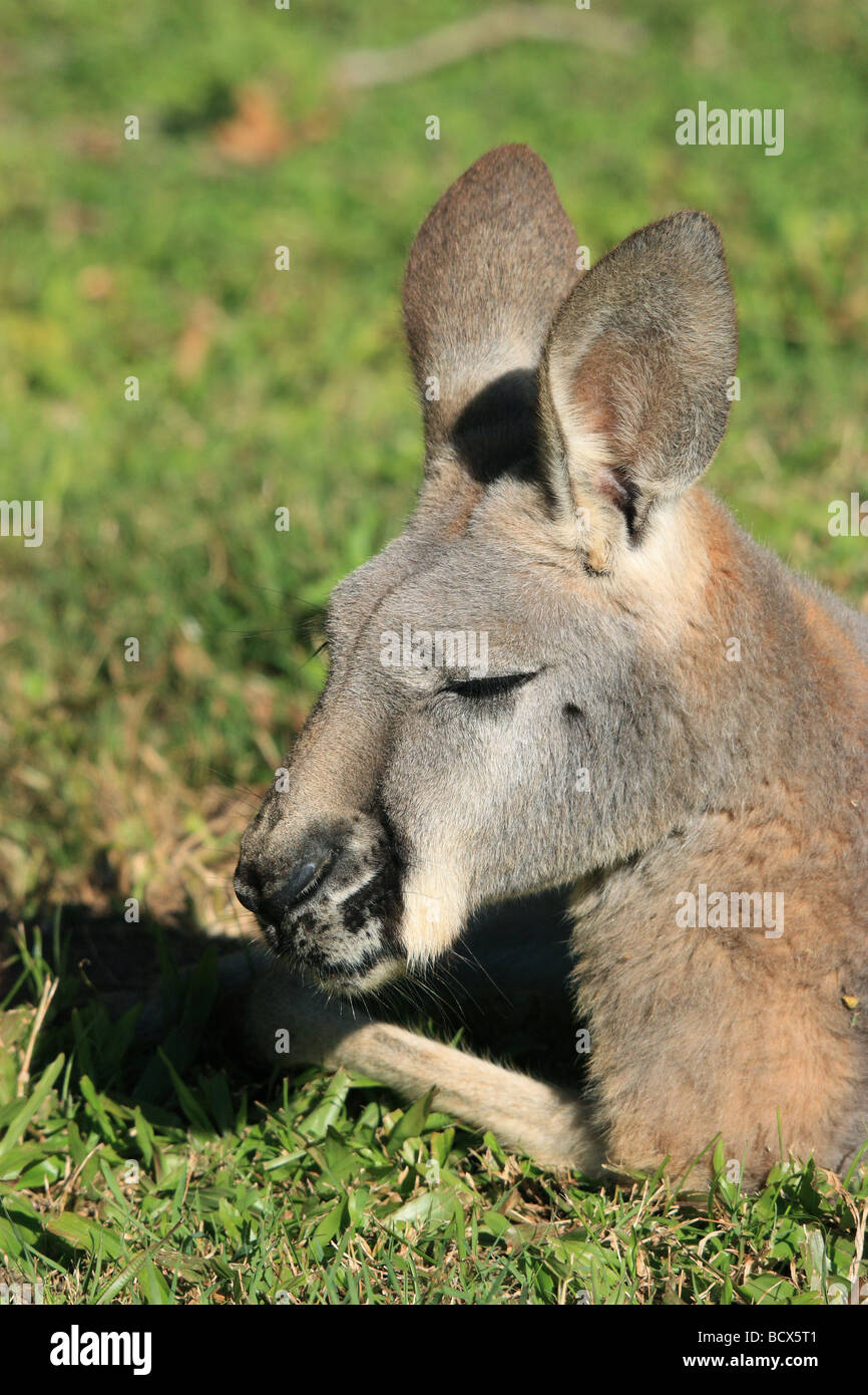 Pretty Face Wallaby High Resolution Stock Photography and Images - Alamy