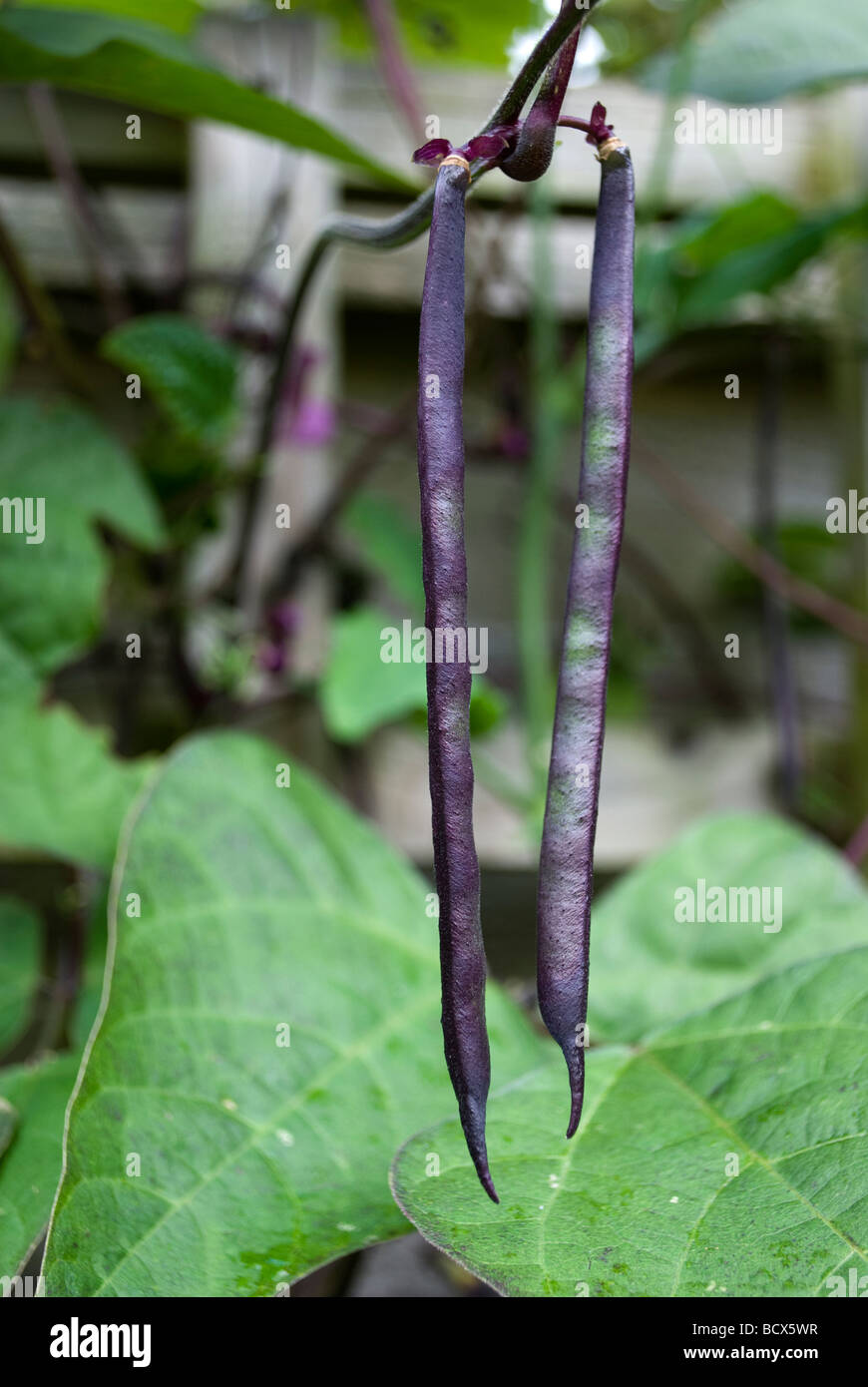 Colored bean pods hi-res stock photography and images - Alamy