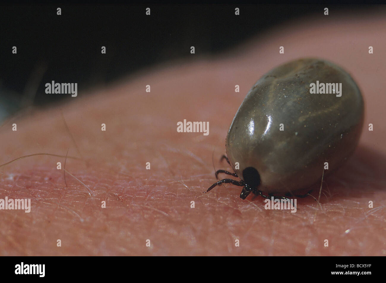Castor Bean Tick (Ixodes ricinus), female completely bloated with blood ...