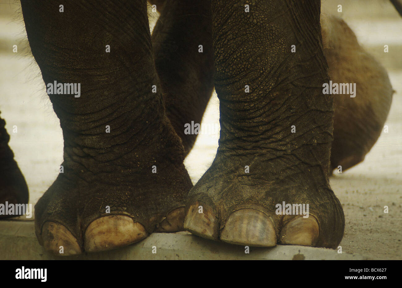 Elephant foot parts hi-res stock photography and images - Alamy