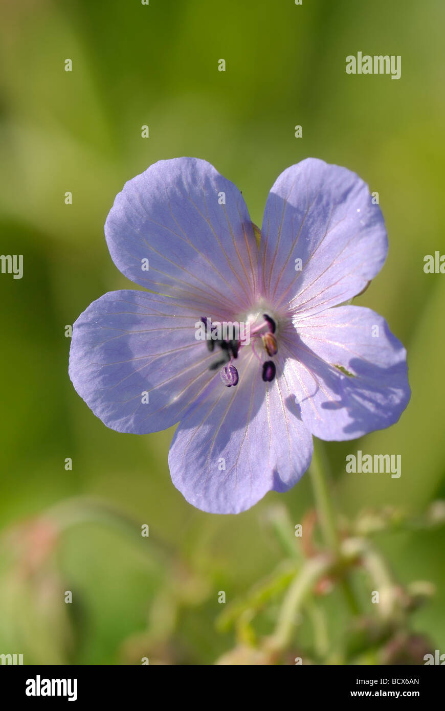 Flower meadow cranesbill hi-res stock photography and images - Alamy