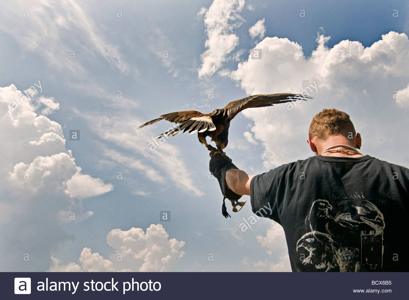 Falconers Stock Photos & Falconers Stock Images - Alamy