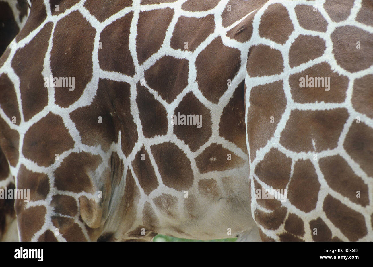 Giraffe pelt hi-res stock photography and images - Alamy