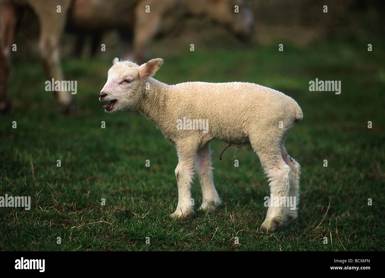 Crying lamb sheep hi-res stock photography and images - Alamy