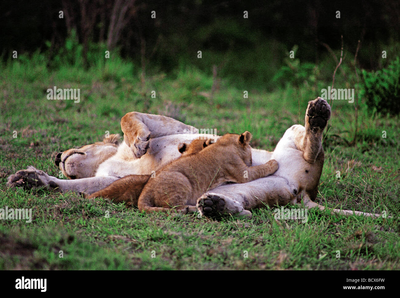 Lioness lying down totally relaxed to suckle feed two young cubs Masai Mara National Reserve ...