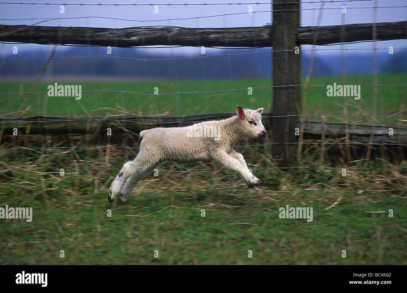 Springing lamb hi-res stock photography and images - Alamy