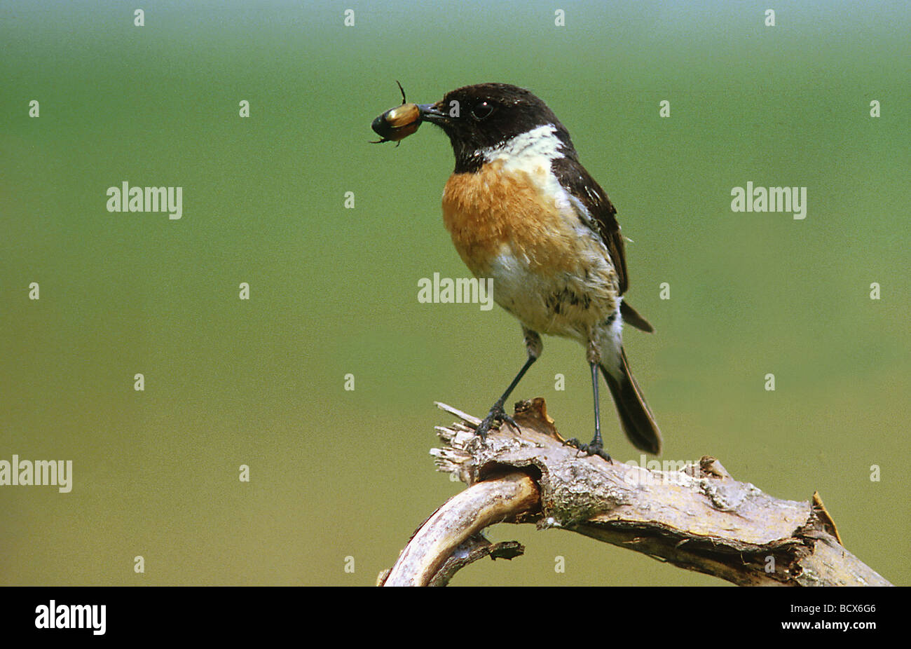 common stonechat - male , with insect - Saxicola torquata Stock Photo ...