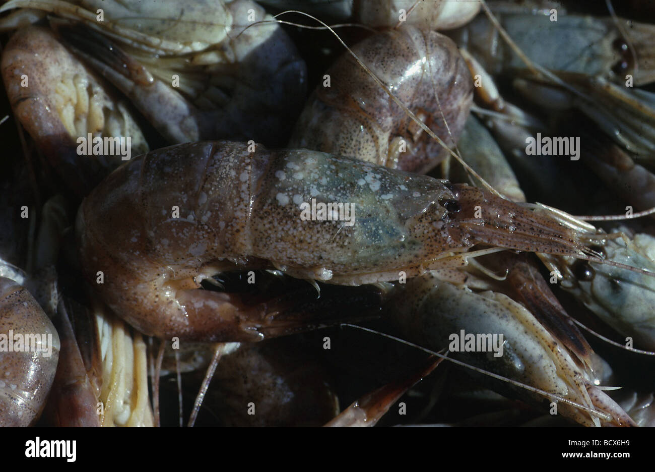 Sandily hi-res stock photography and images - Alamy