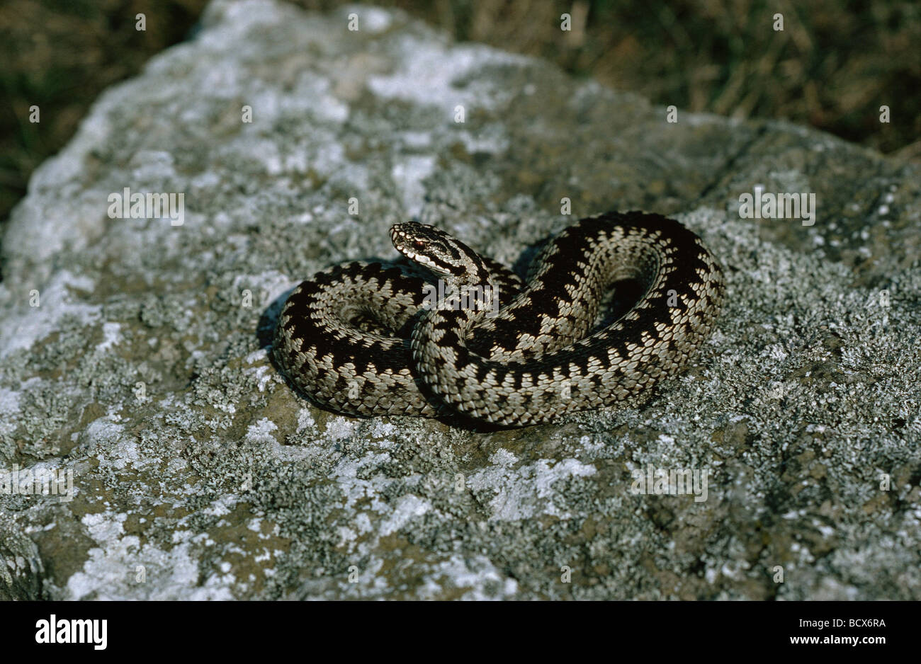 adder , common European viper on stone / Vipera berus Stock Photo - Alamy