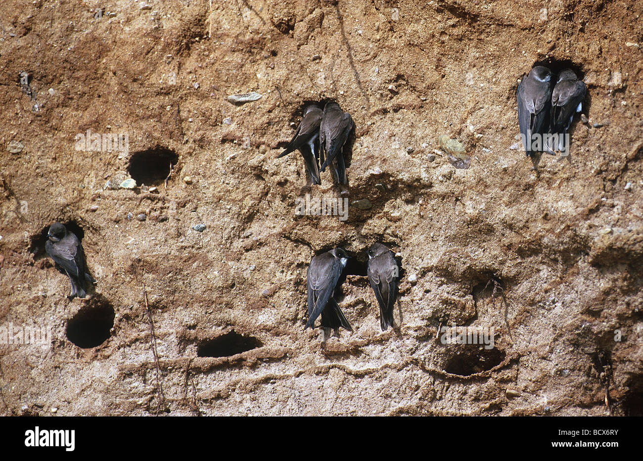Riparia riparia / sand martins - female , attached to their breeding ...