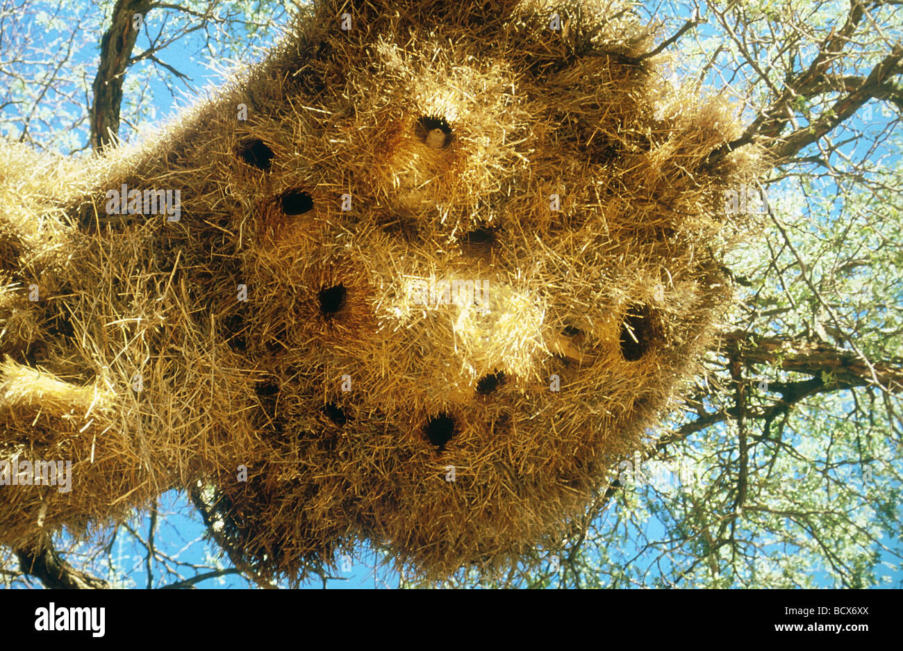 weaver bird nest Stock Photo - Alamy