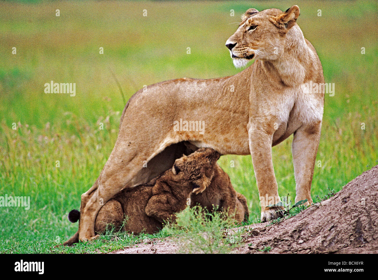 Lioness standing on termite mound whilst her cubs suckle Masai Mara National Reserve Kenya East ...
