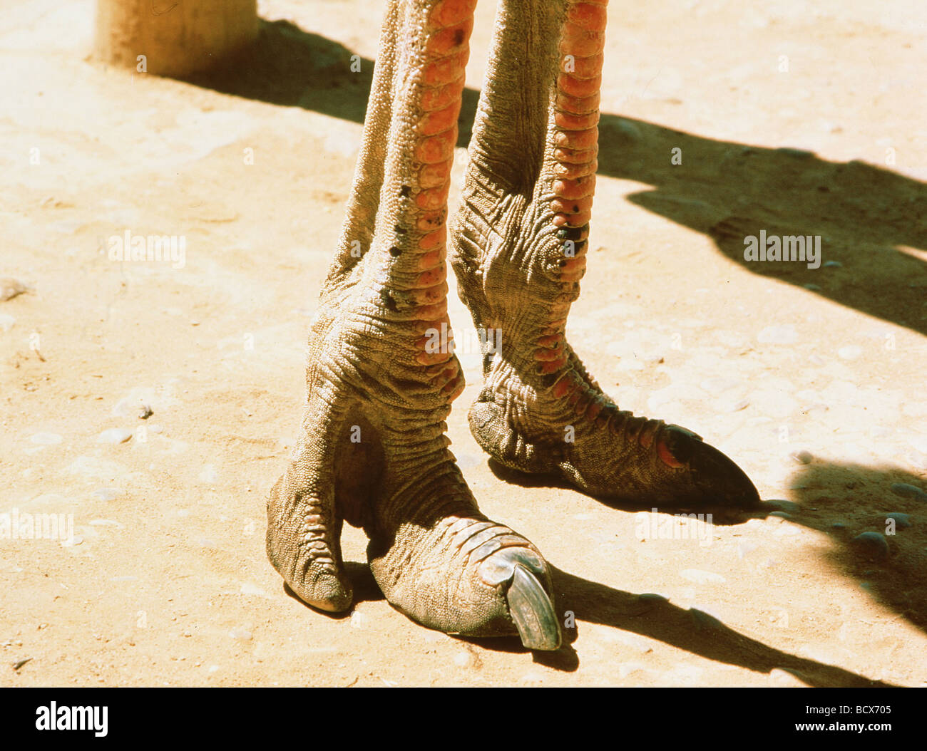Ostrich feet hi-res stock photography and images - Alamy