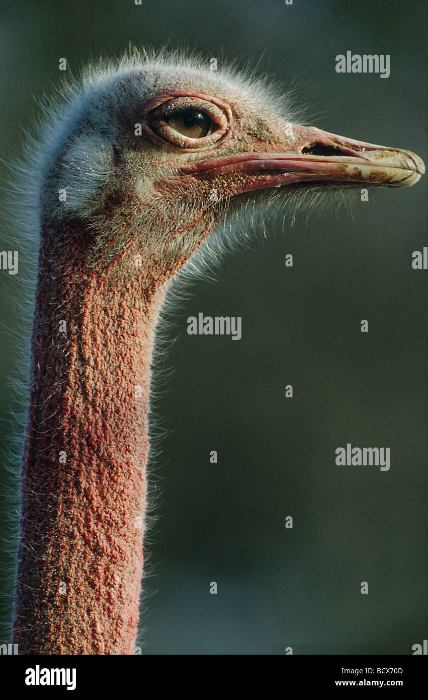 struthio camelus / ostrich Stock Photo - Alamy