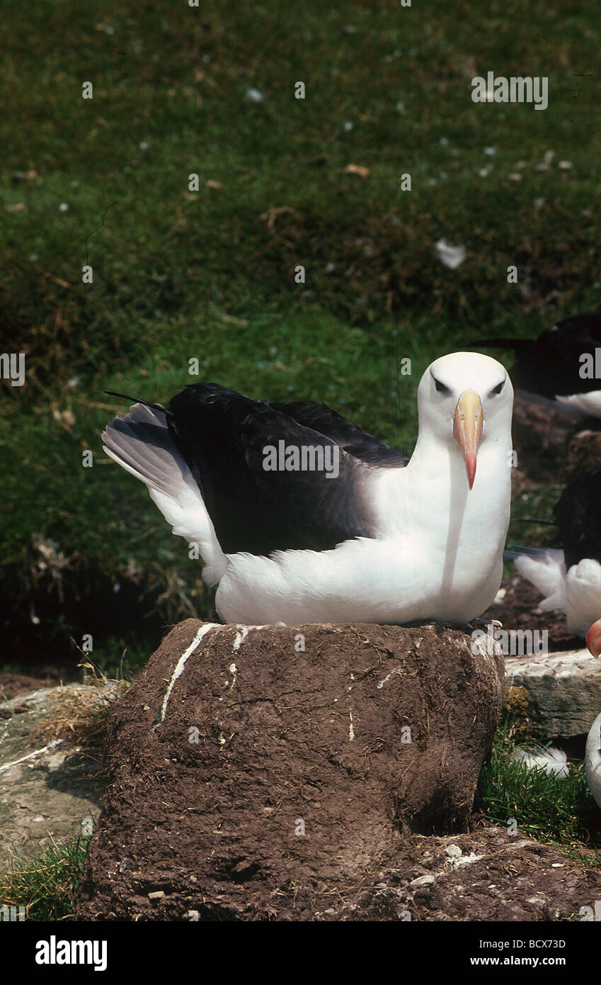 Diomedea exulans / wandering albatross Stock Photo - Alamy