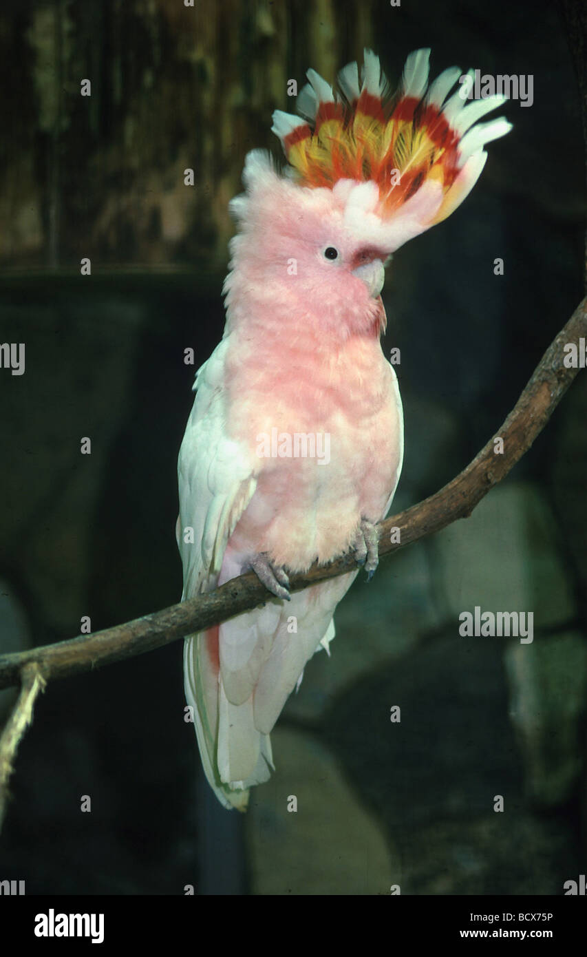Major Mitchells Cockatoo, Leadbeaters Cockatoo (Cacatua leadbeateri ...