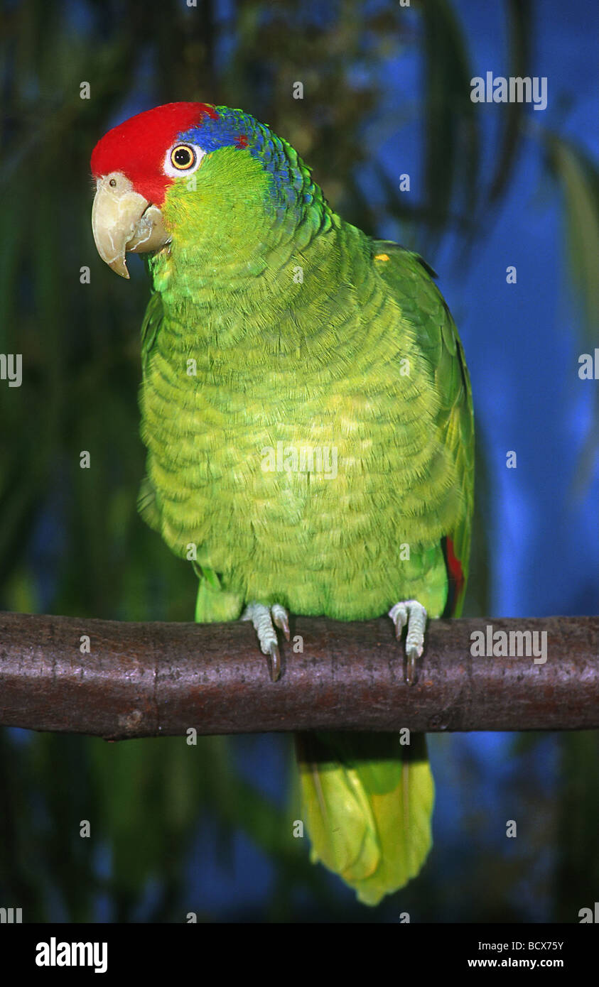Mexico to the amazons hi-res stock photography and images - Alamy