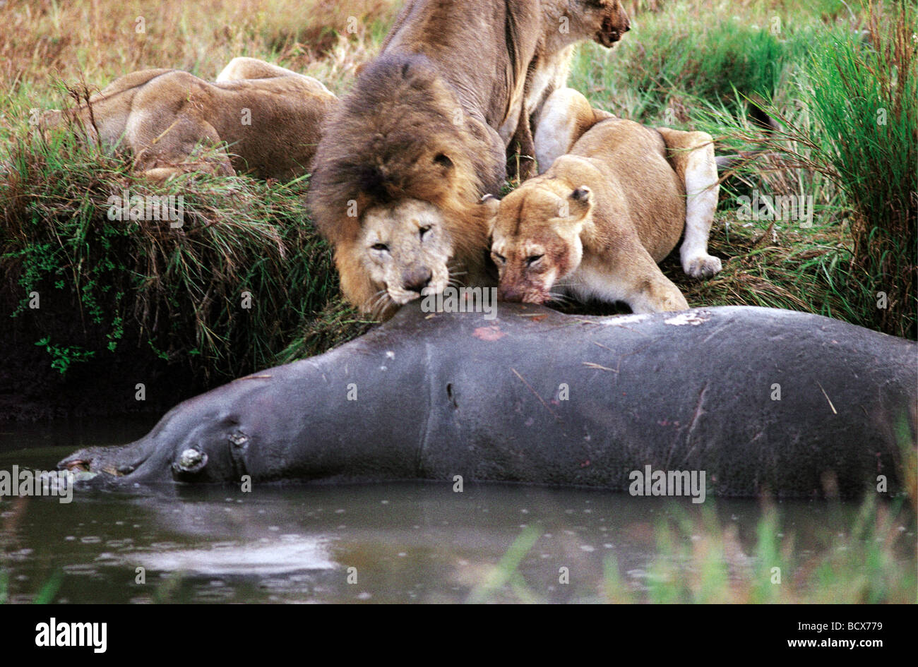 Male Lion and lioness pride feeding on dead Hippo Serengeti National ...