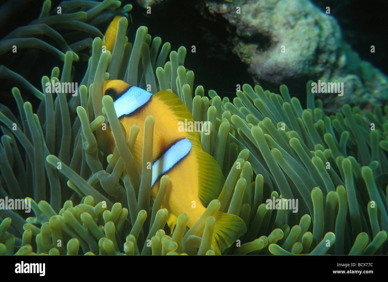 Anemonefish clownfisch hi-res stock photography and images - Alamy