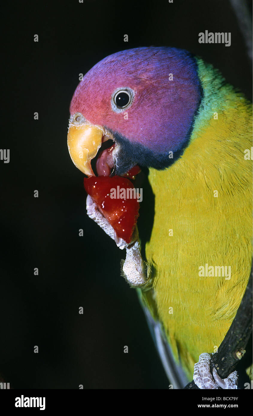 Plum headed parakeets hi-res stock photography and images - Alamy