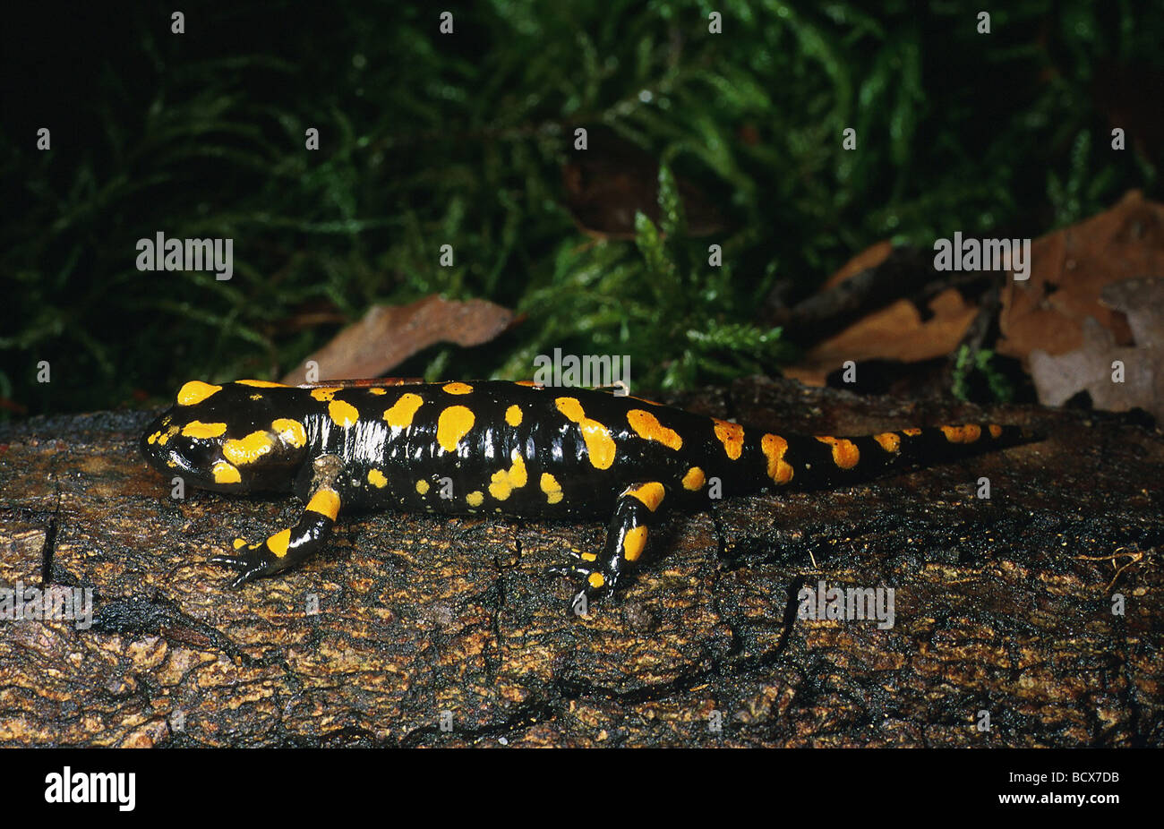 Boles fire hi-res stock photography and images - Alamy