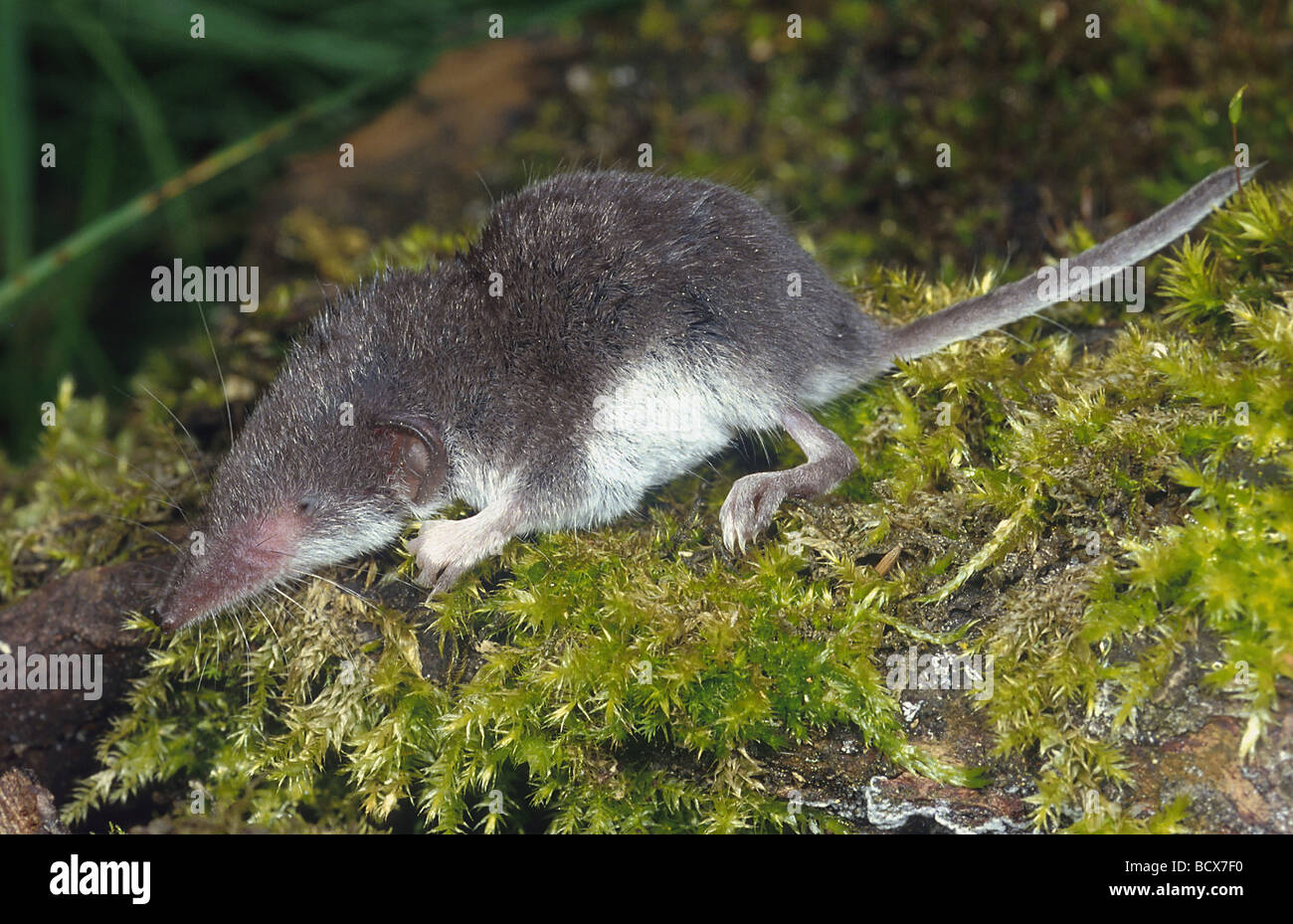 crocidura russula / greater white-toothed shrew Stock Photo - Alamy