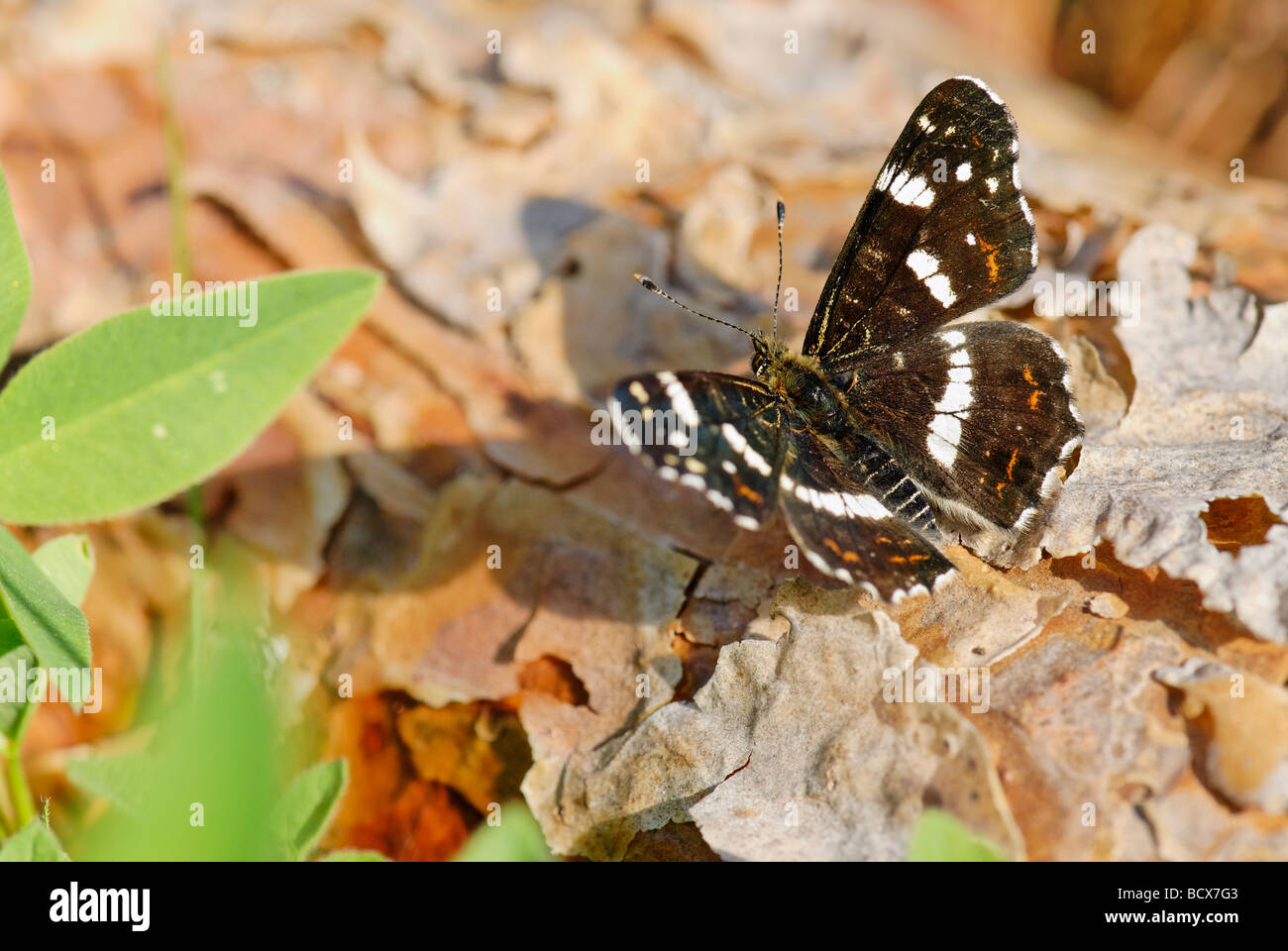 Tree butterfly hi-res stock photography and images - Alamy