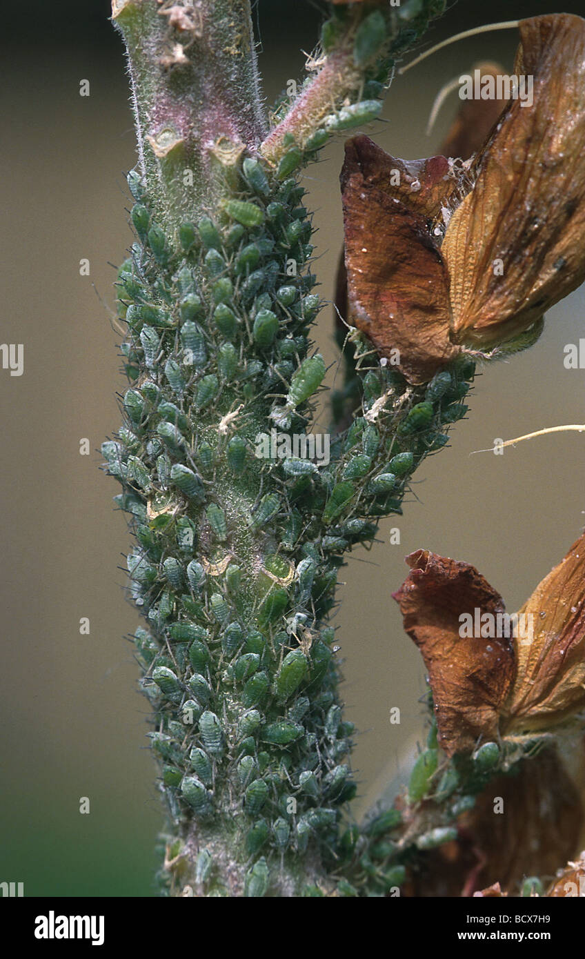 Aphidinae hi-res stock photography and images - Alamy