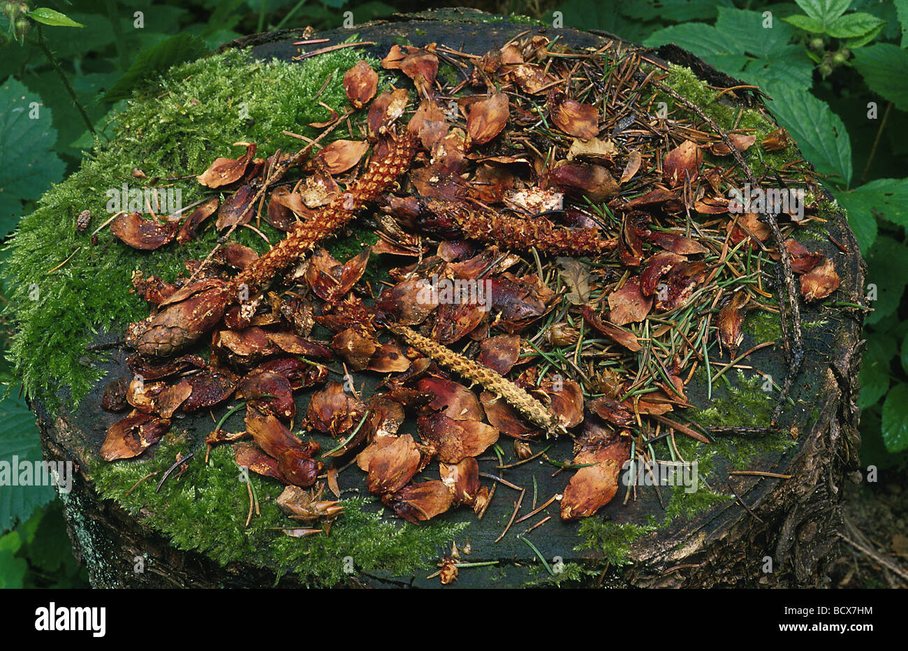 Small squirrels hi-res stock photography and images - Alamy