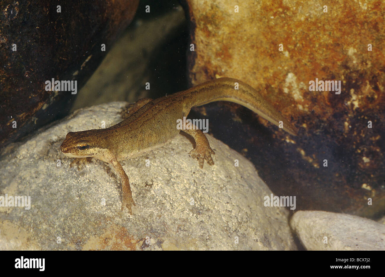 triturus helveticus / palmate newt Stock Photo - Alamy