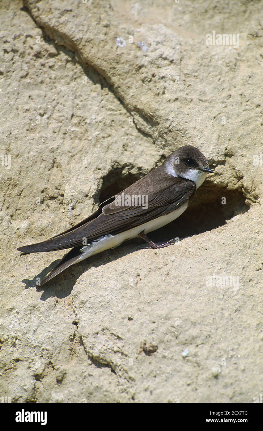 Sand martin martins nest nesting holes nests hi-res stock photography ...